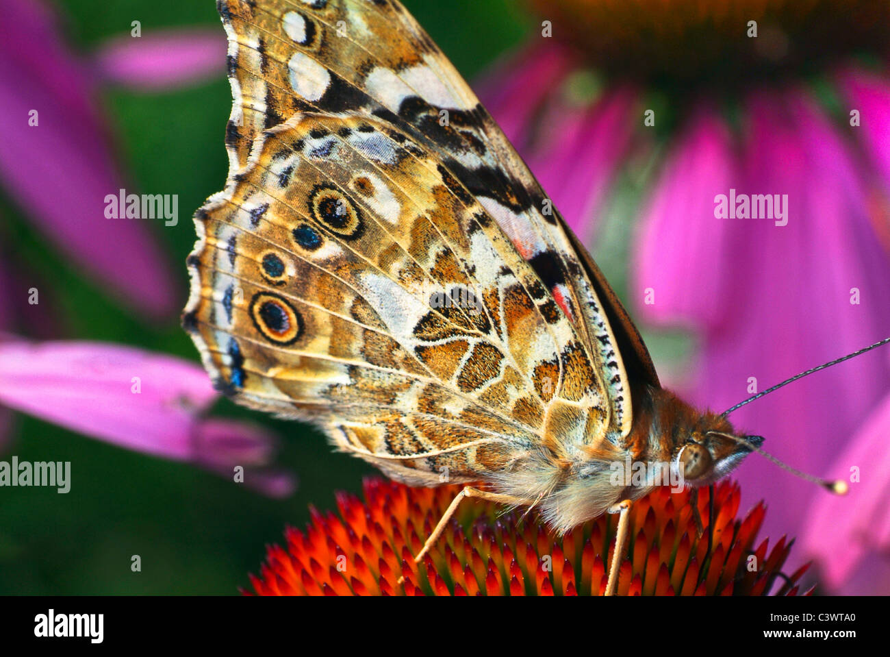 Butterfly close up hi-res stock photography and images - Alamy