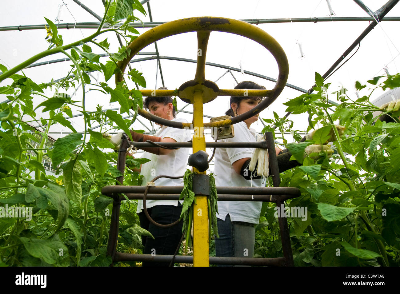 Italy tomatoes workers hi-res stock photography and images - Alamy