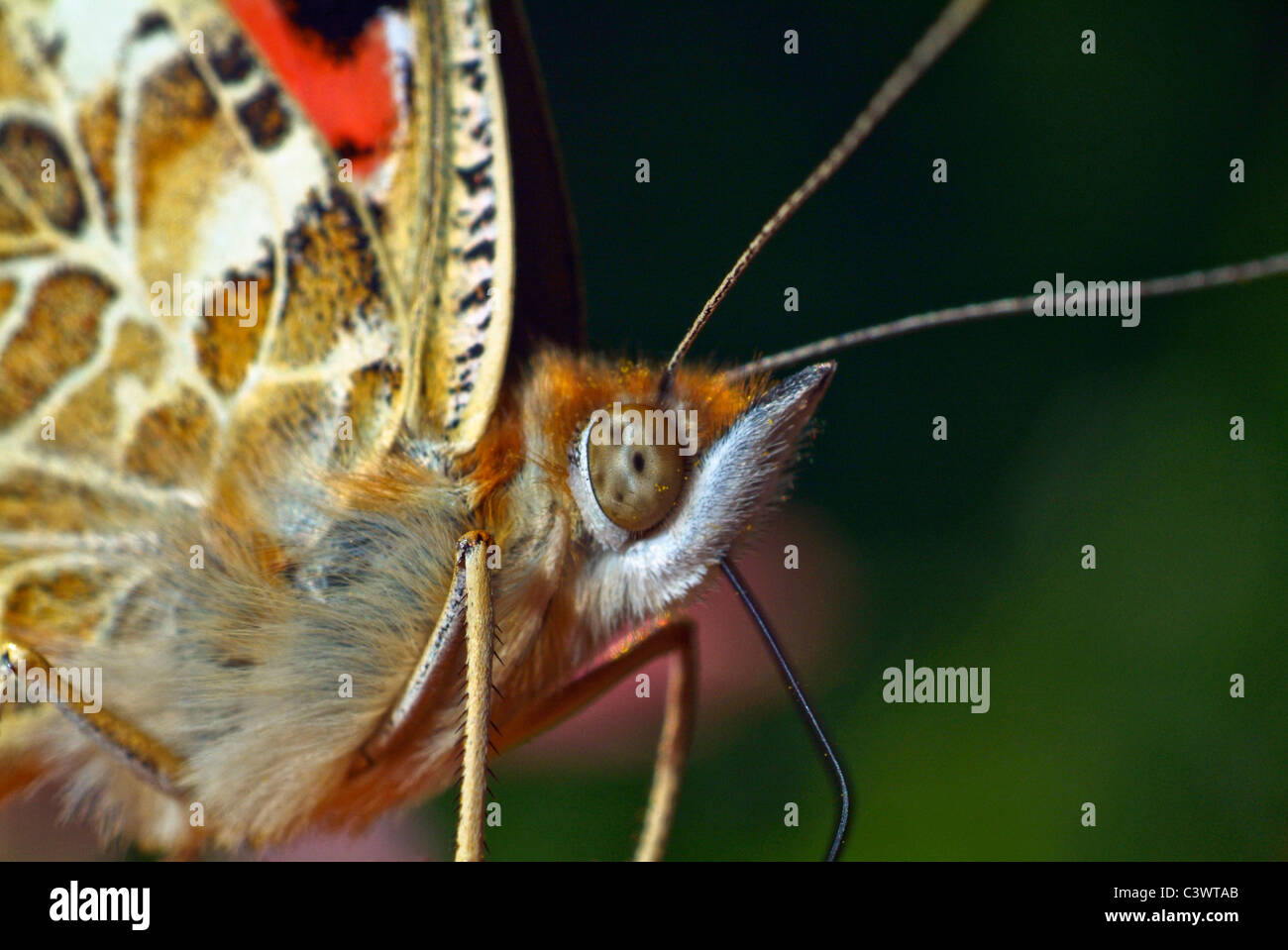 Butterfly close up Stock Photo - Alamy