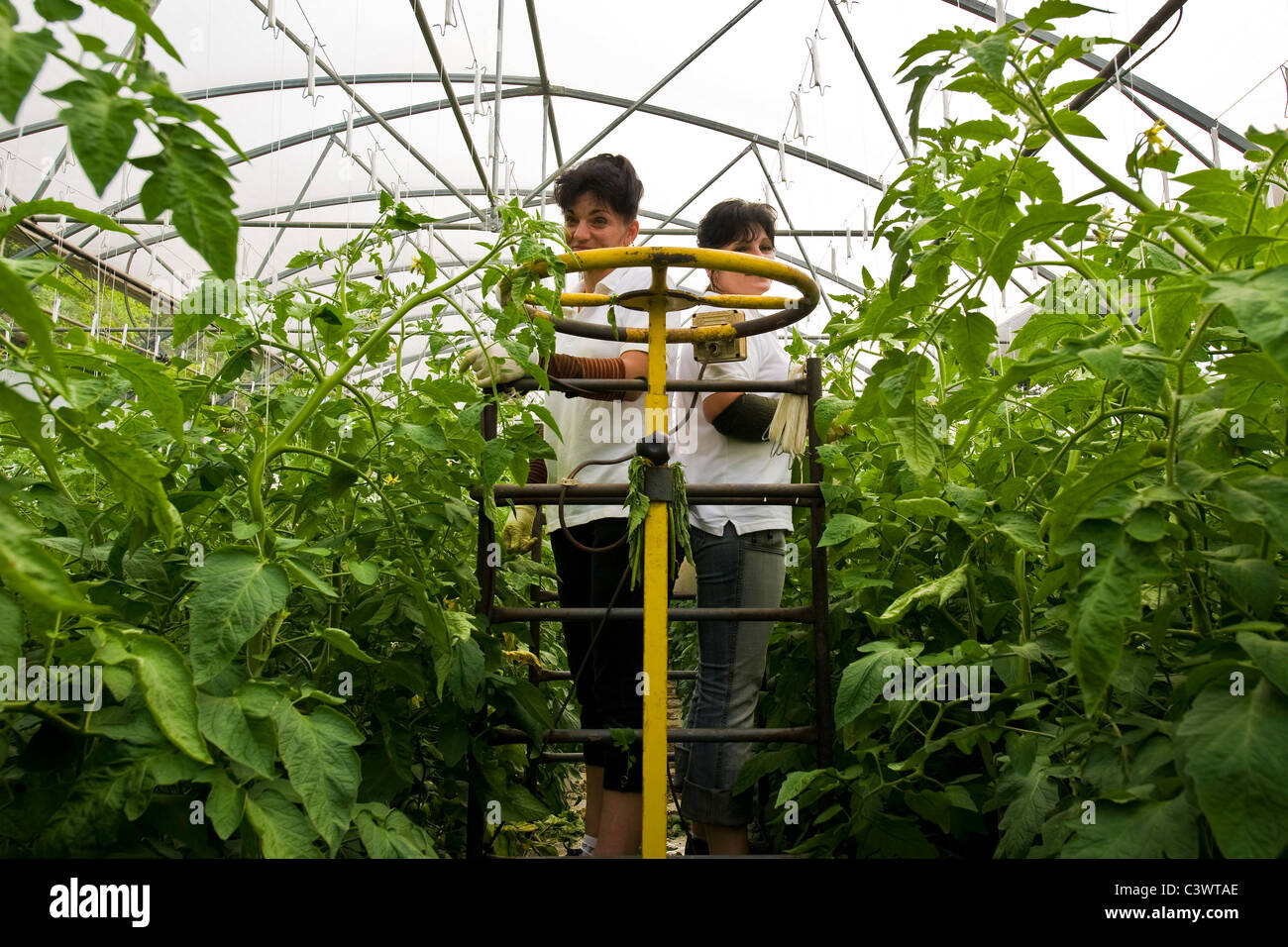 Romanian workers in tomatoes cultivation, Greenhouse, Merlino Azienda ...