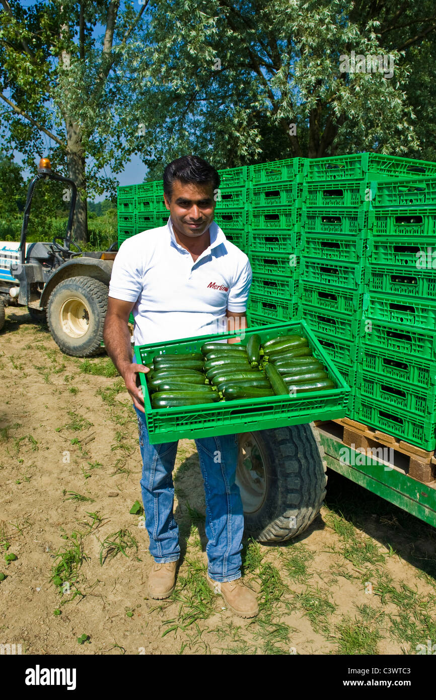 Romanian workers in the zucchini cultivation, Merlino Azienda Agricola ...