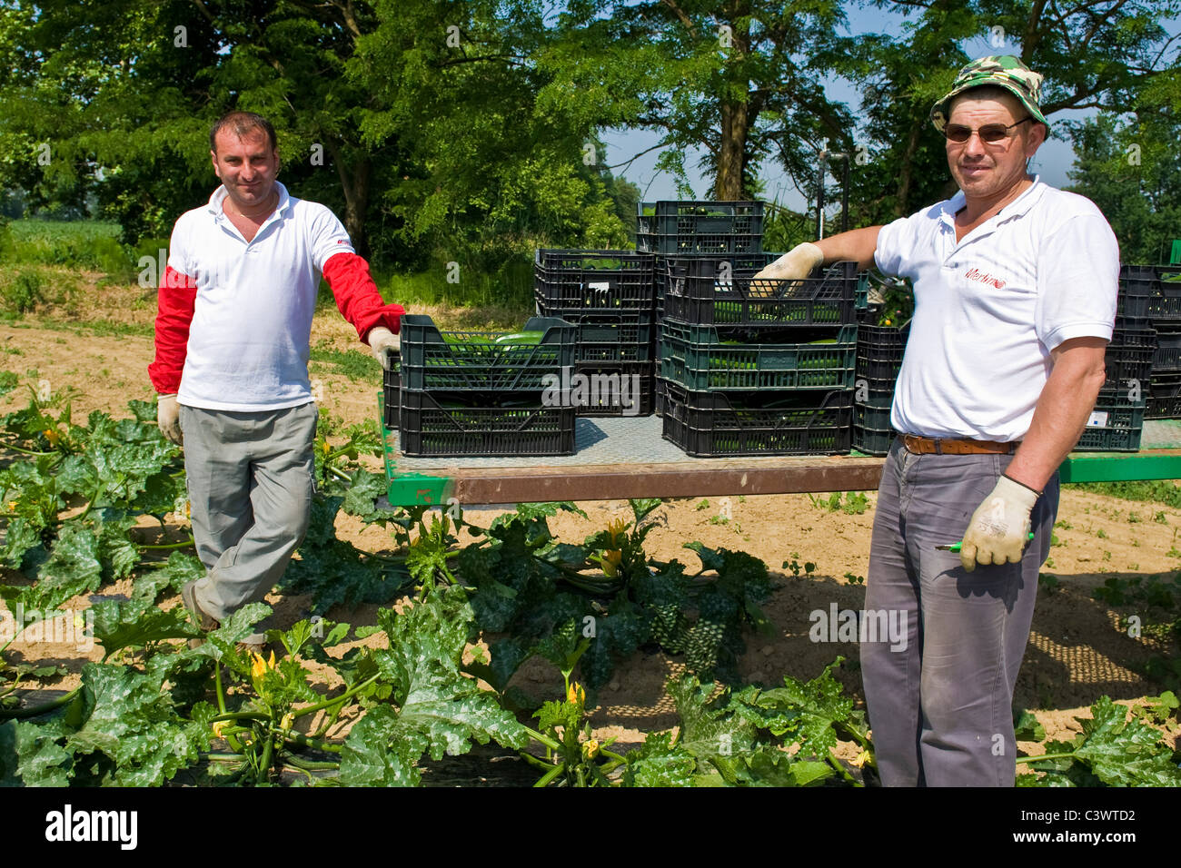 Romanian workers in the zucchini cultivation, Merlino Azienda Agricola ...