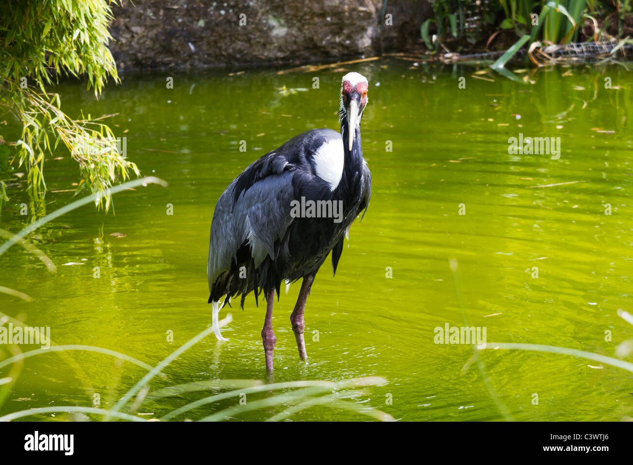 Giant rail hi-res stock photography and images - Alamy
