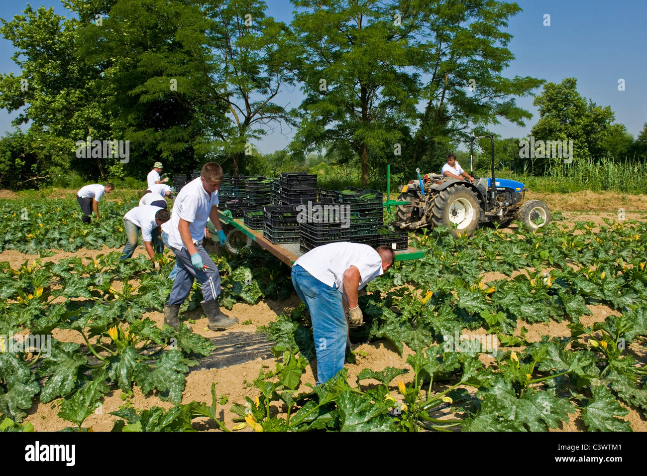 Romanian workers in the zucchini cultivation, Merlino Azienda Agricola ...