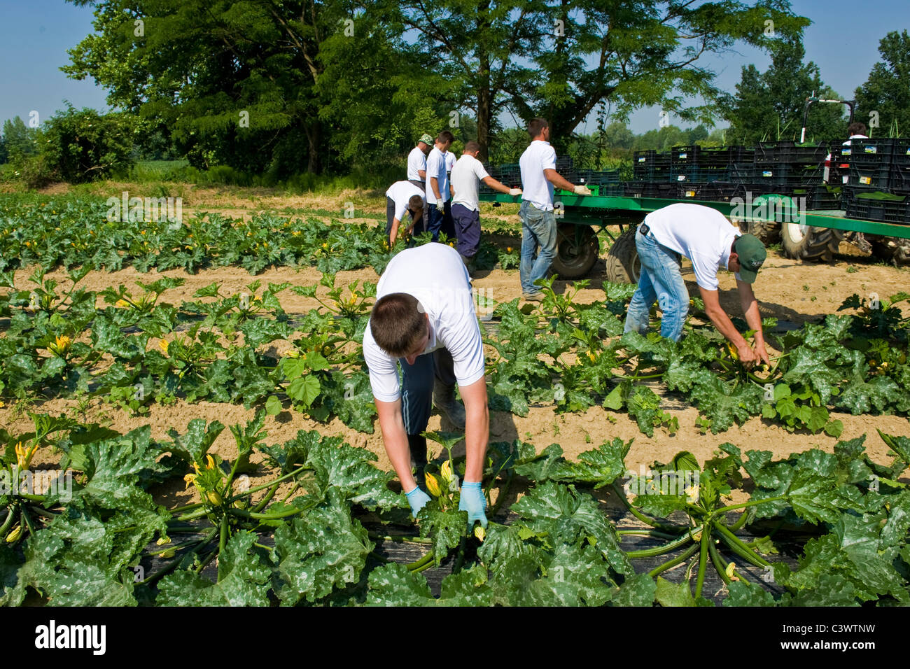 Romanian workers in the zucchini cultivation, Merlino Azienda Agricola ...