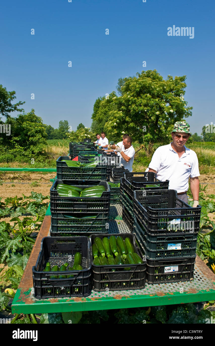 Romanian workers in the zucchini cultivation, Merlino Azienda Agricola ...