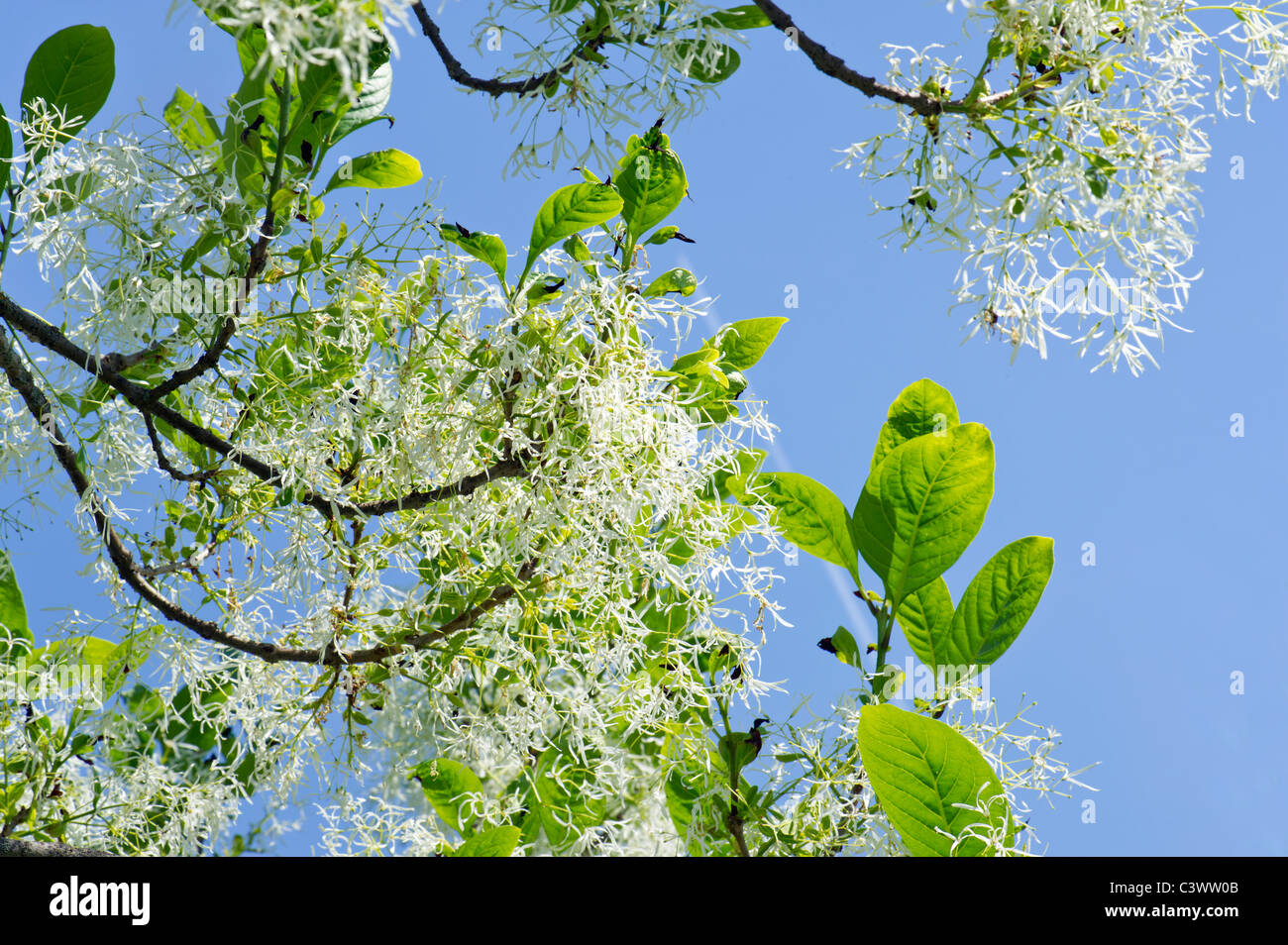 Oleaceae chionanthus virginicus L. american white fringe tree ...