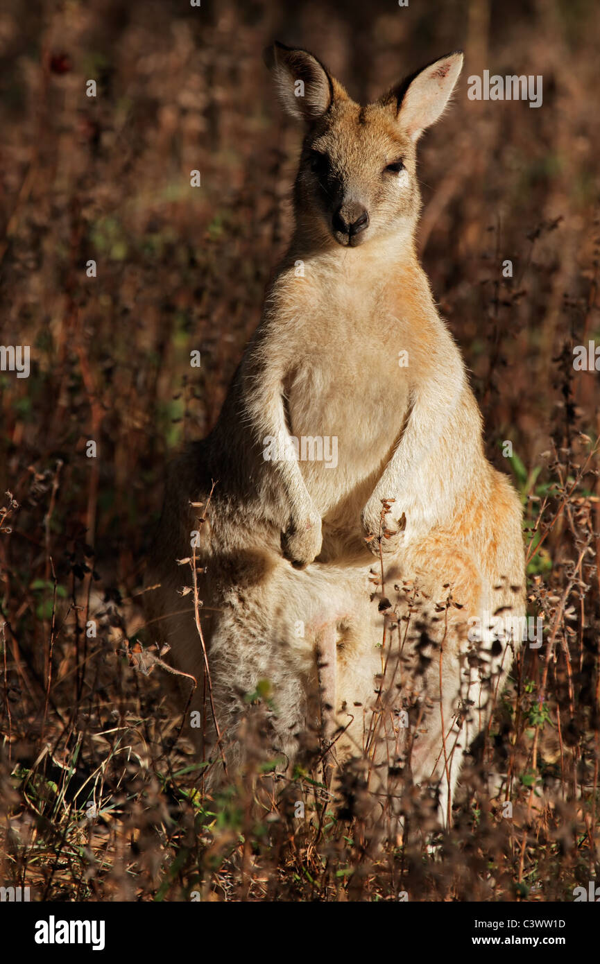 Female Agile Wallaby (Macropus agilis), Kakadu National Park, Northern ...