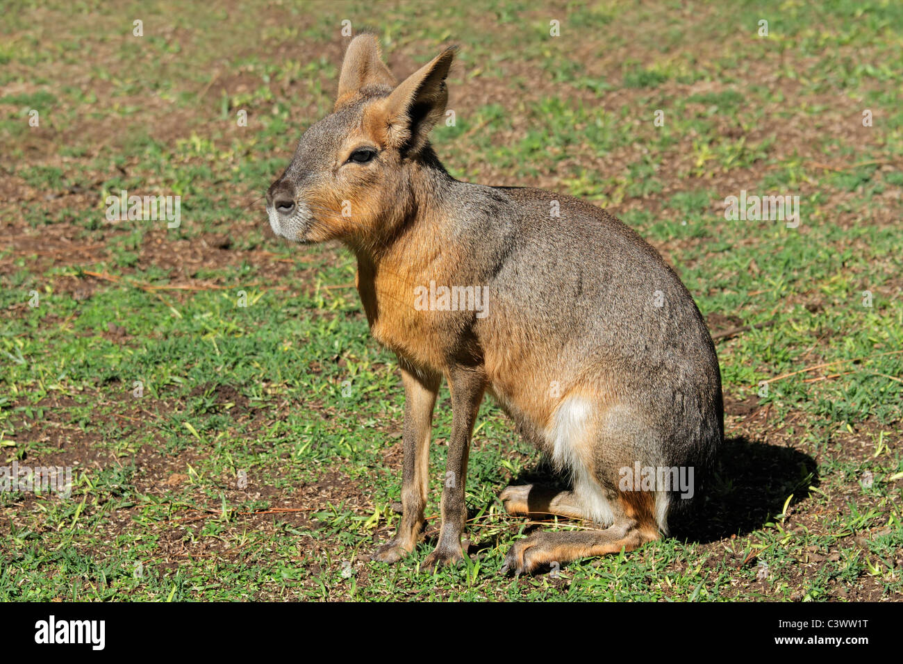 Tropical rodent hi-res stock photography and images - Alamy