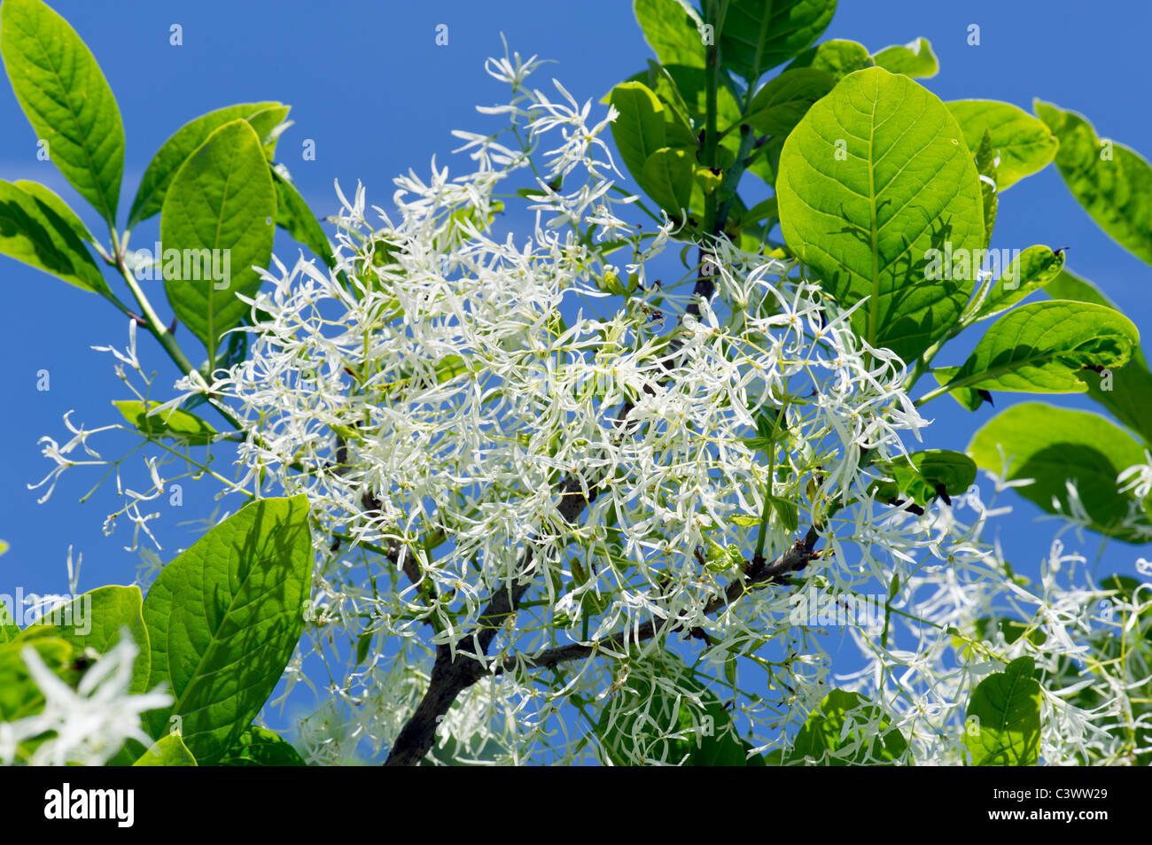 Oleaceae chionanthus virginicus L. american white fringe tree ...