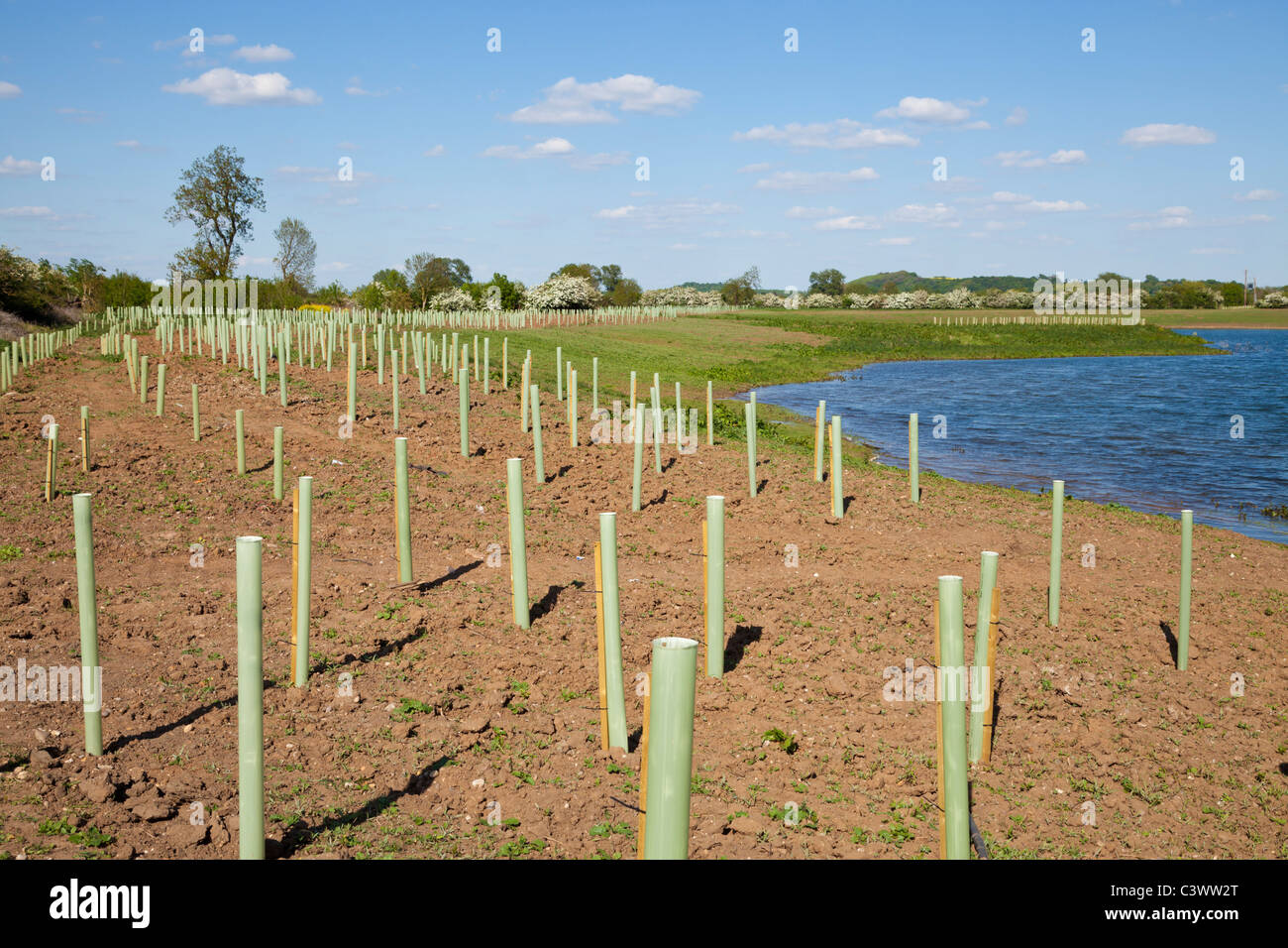 Attenborough Nature reserve planting of new trees around a new lagoon a ...