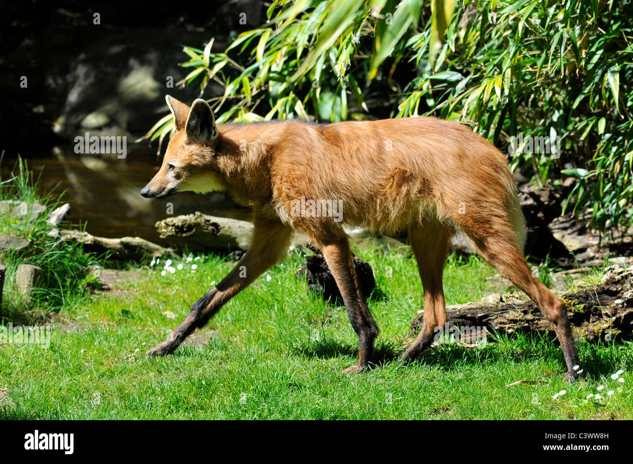 Brachyurus hi-res stock photography and images - Alamy