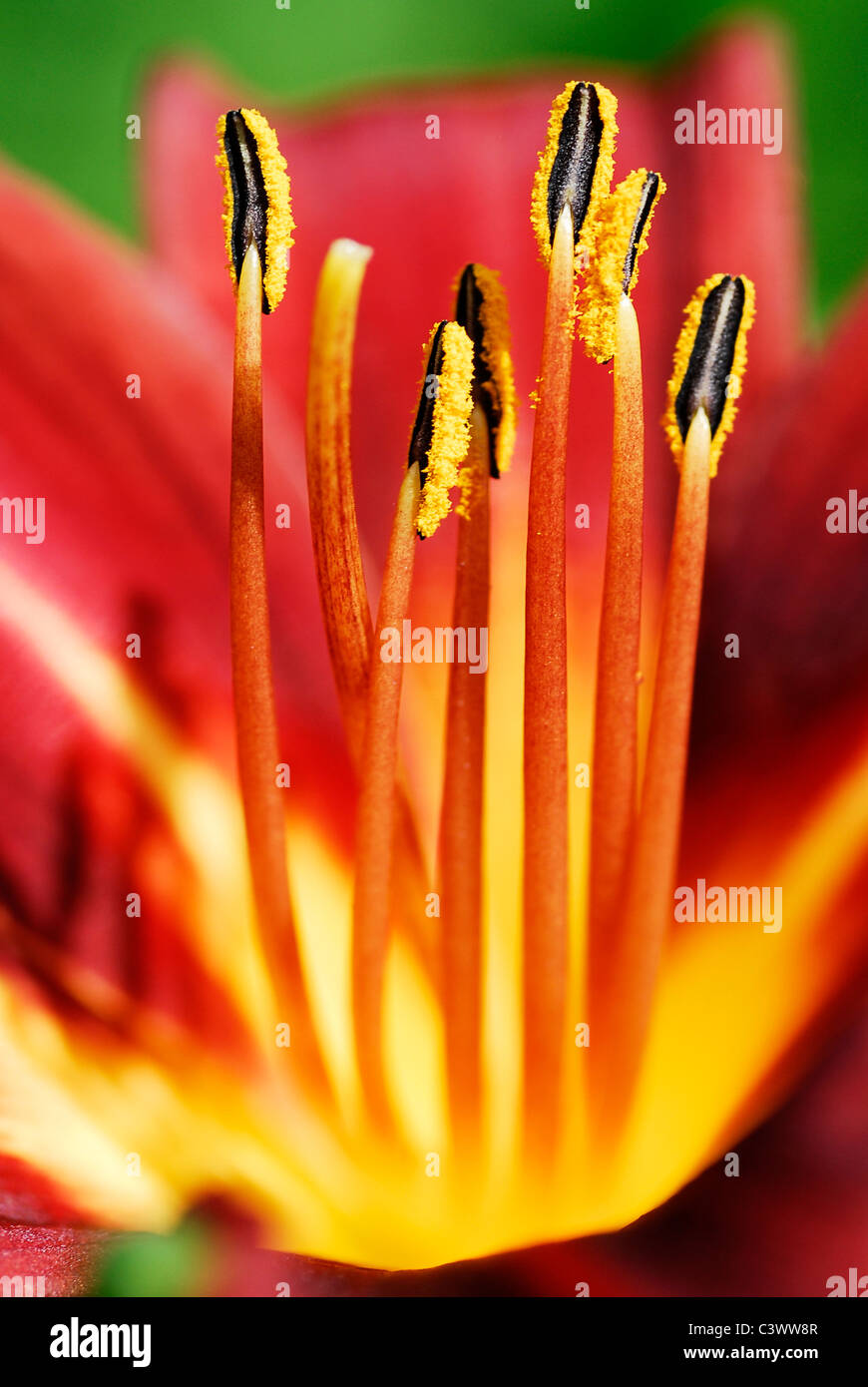 Macro of anthers and filaments of red day-lily flower Stock Photo - Alamy