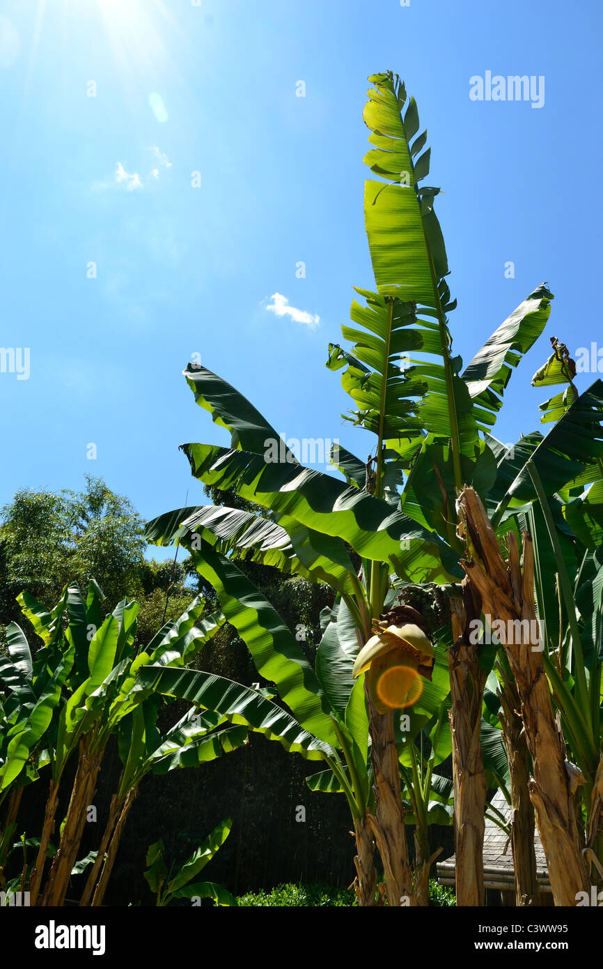 Palmier hi-res stock photography and images - Alamy
