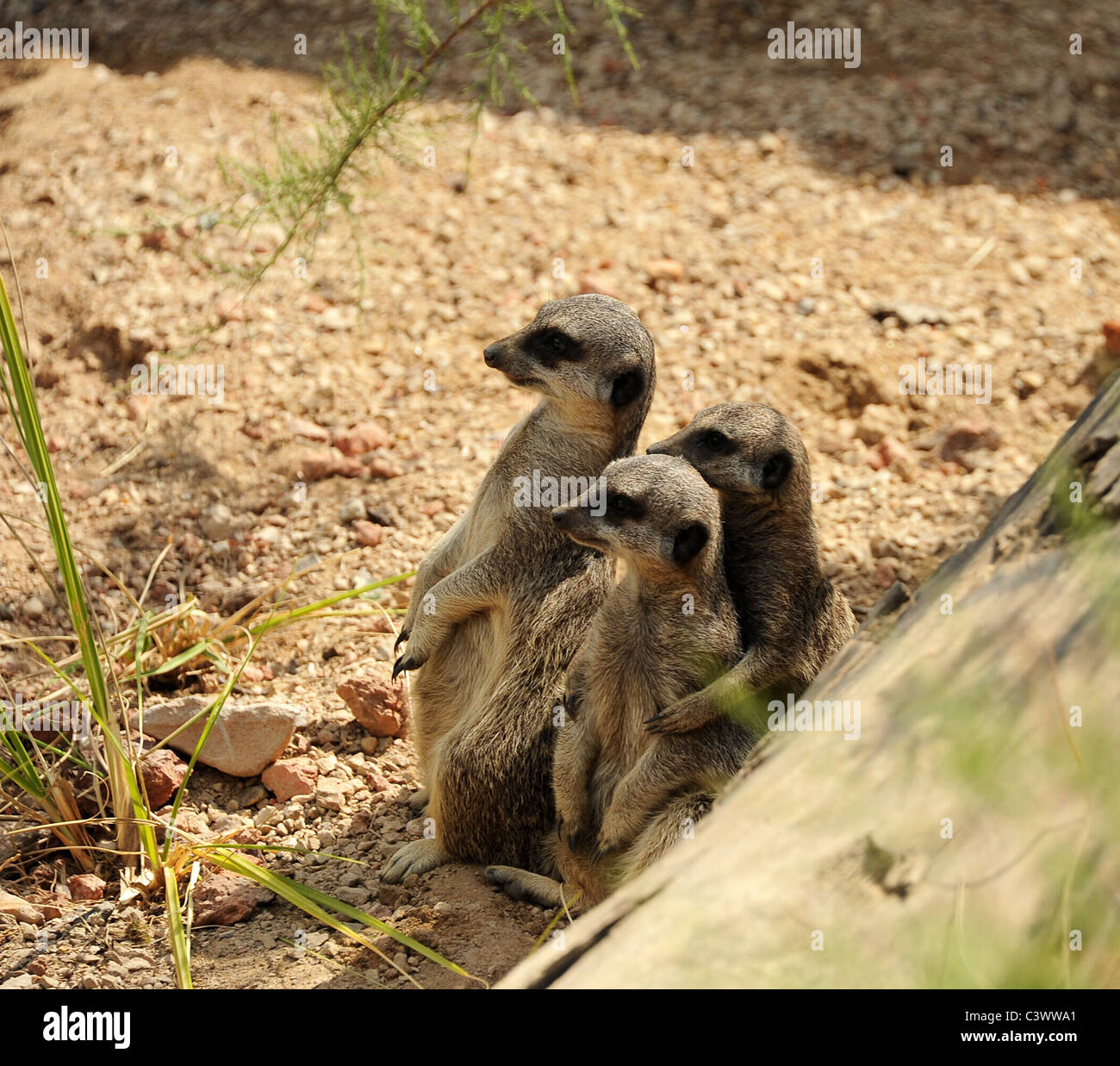 Meerkats Three High Resolution Stock Photography and Images - Alamy