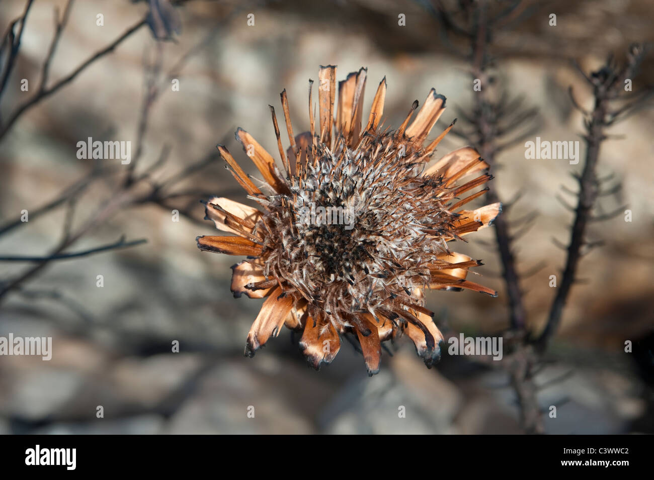 Protea sp. flower after bush fire Kogelberg Nature Reserve Western Cape ...