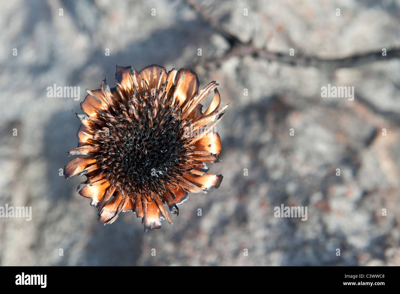 Protea sp. flower after bush fire Kogelberg Nature Reserve Western Cape ...