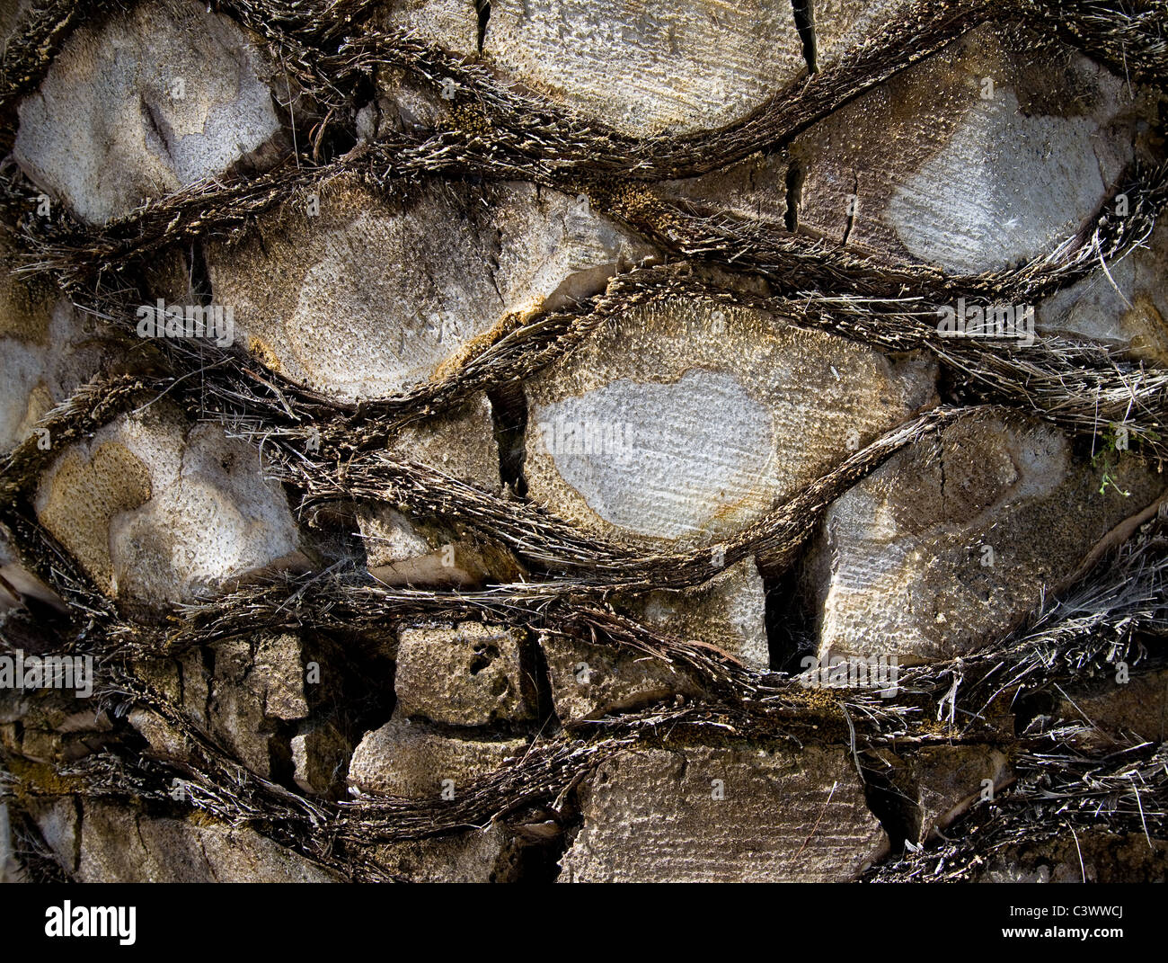 Palm tree trunk detail Stock Photo - Alamy Palm tree trunk detail Stock Photo - Alamy
