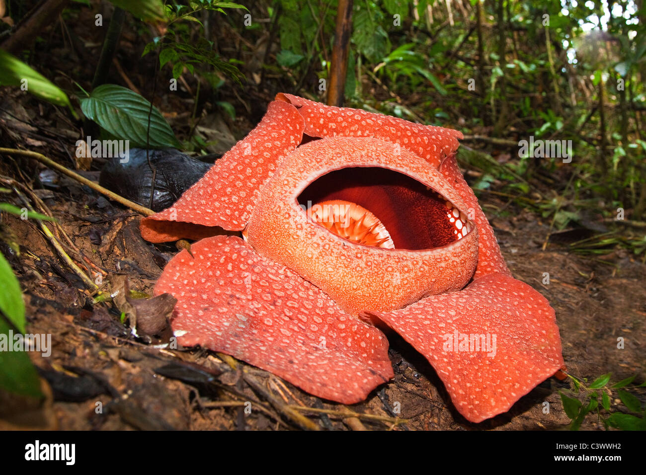 Rafflesia hi-res stock photography and images - Alamy