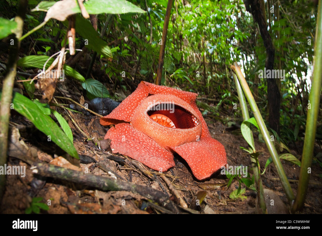 Rafflesia arnoldii, hi-res stock photography and images - Alamy