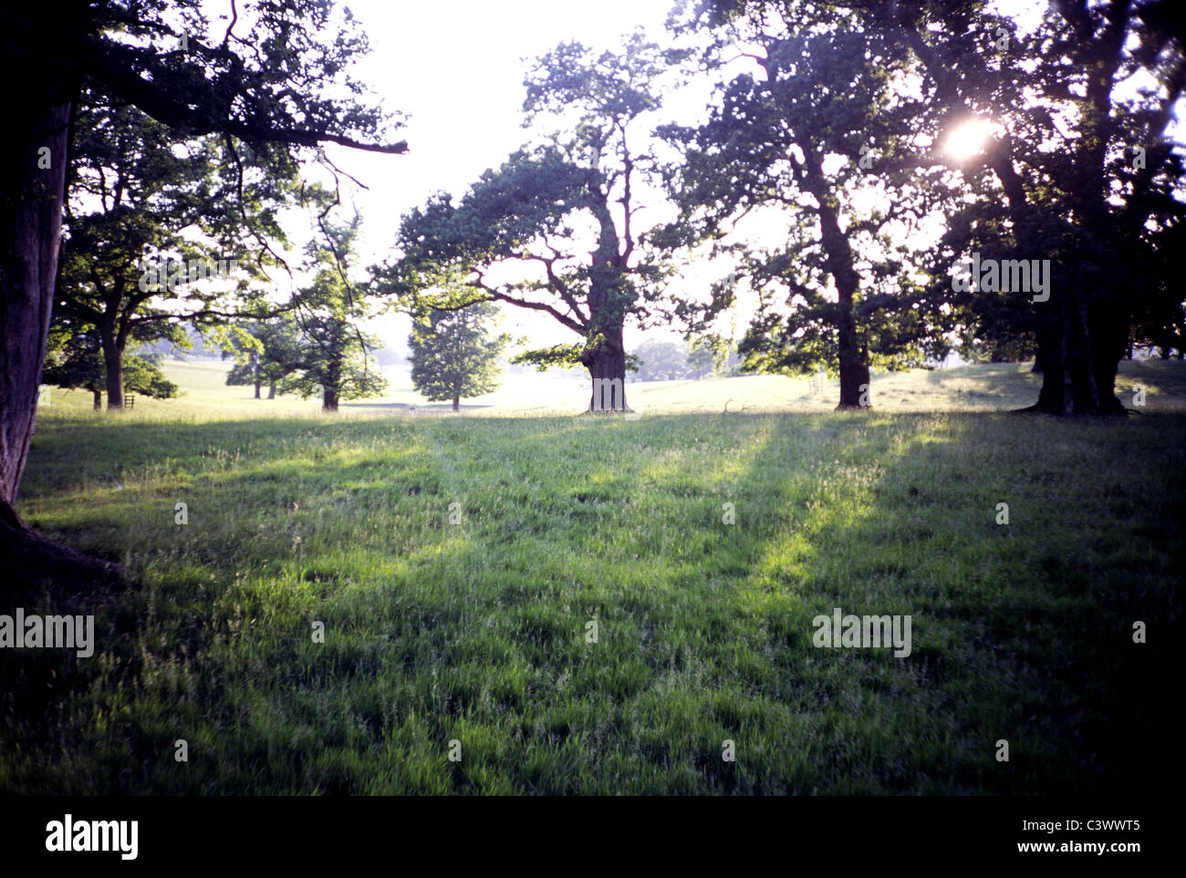 color Tree landscape with sun shining through Stock Photo - Alamy
