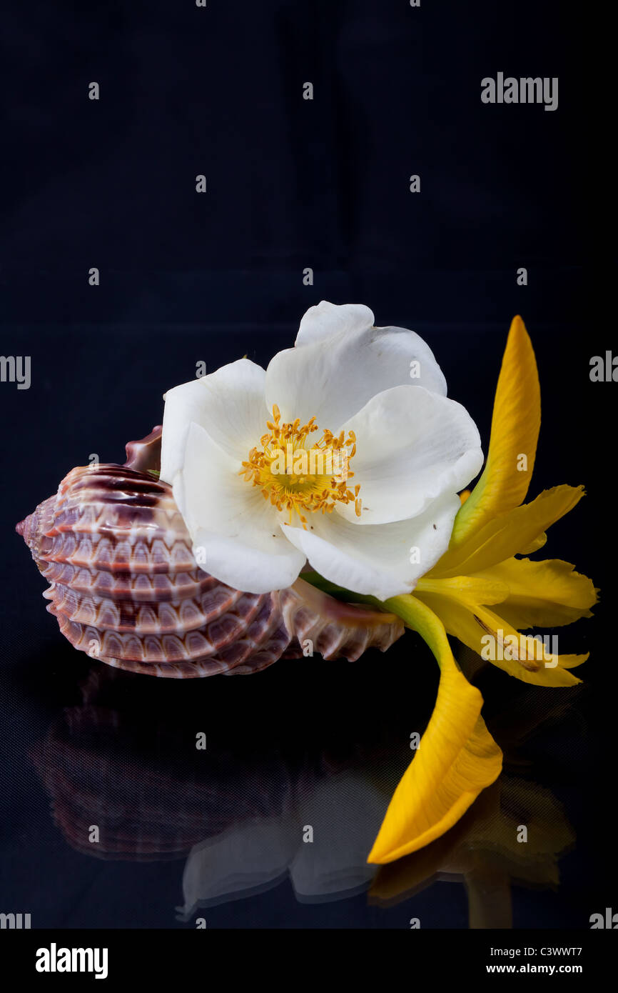 White And Yellow Flower In a Ridged Shell with a Black Background and a ...