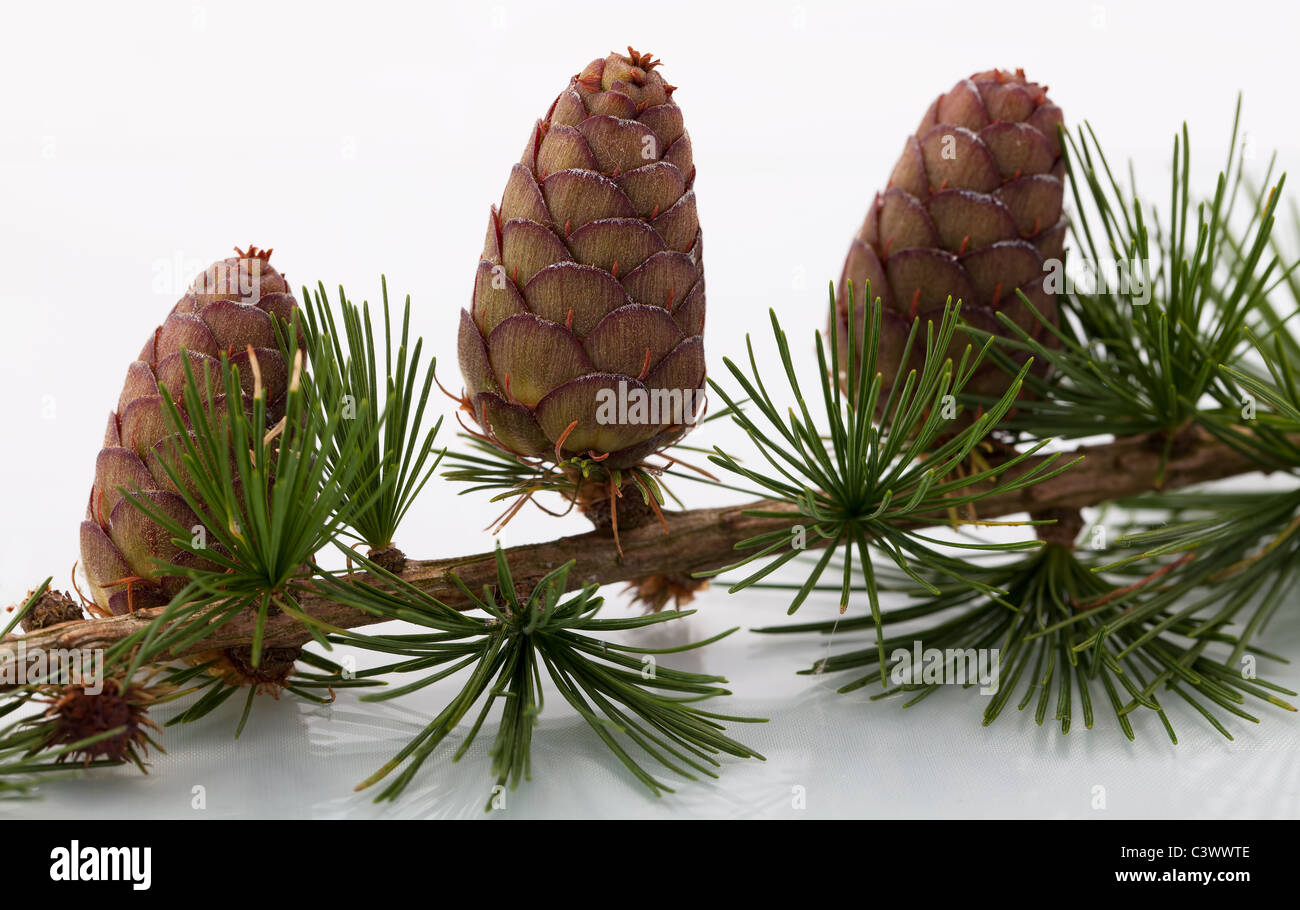 Pine Cone Branch - White Background Stock Photo - Alamy