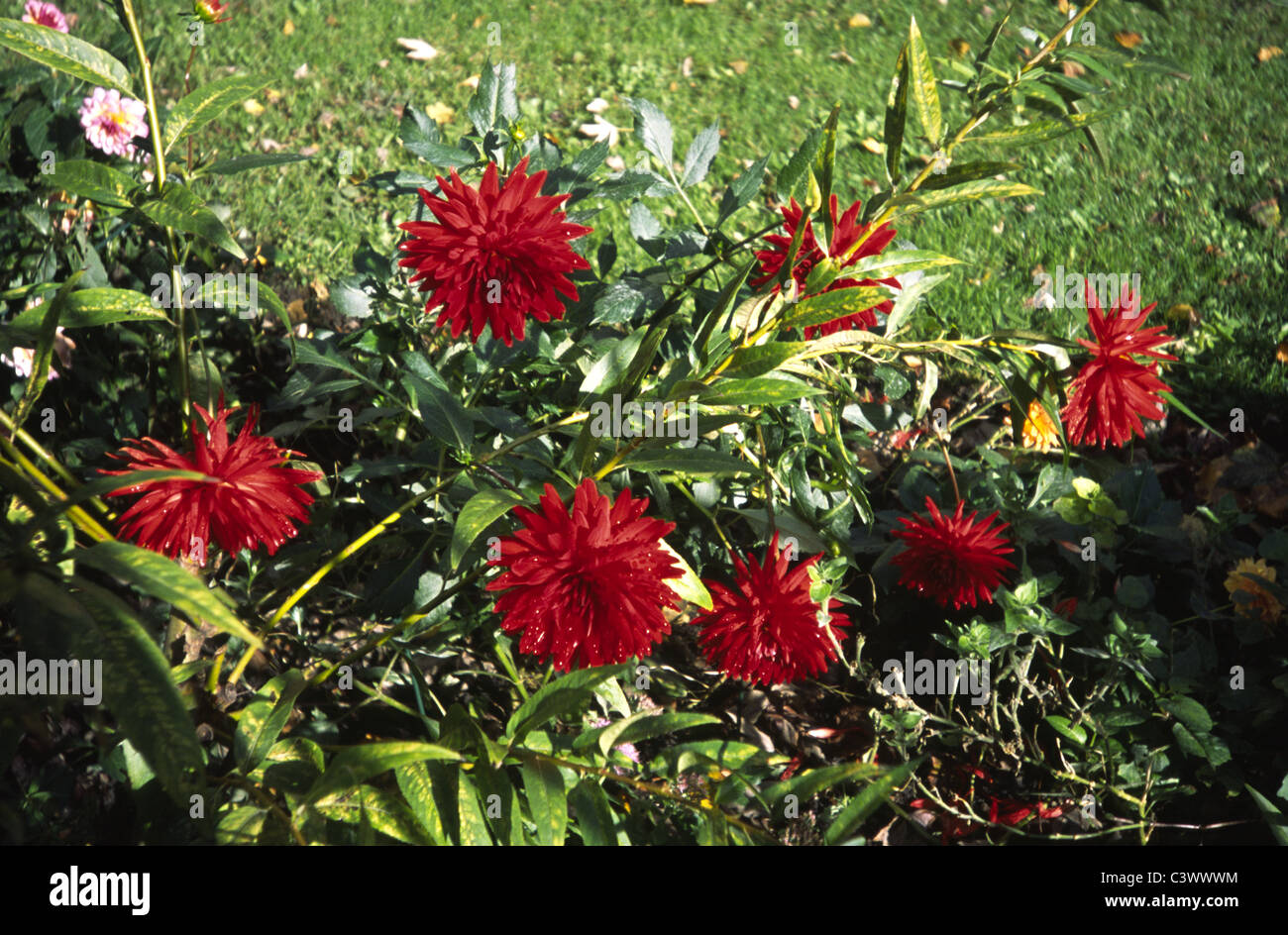 Red Dalia Flowers in flower bed with grass in background Stock Photo ...