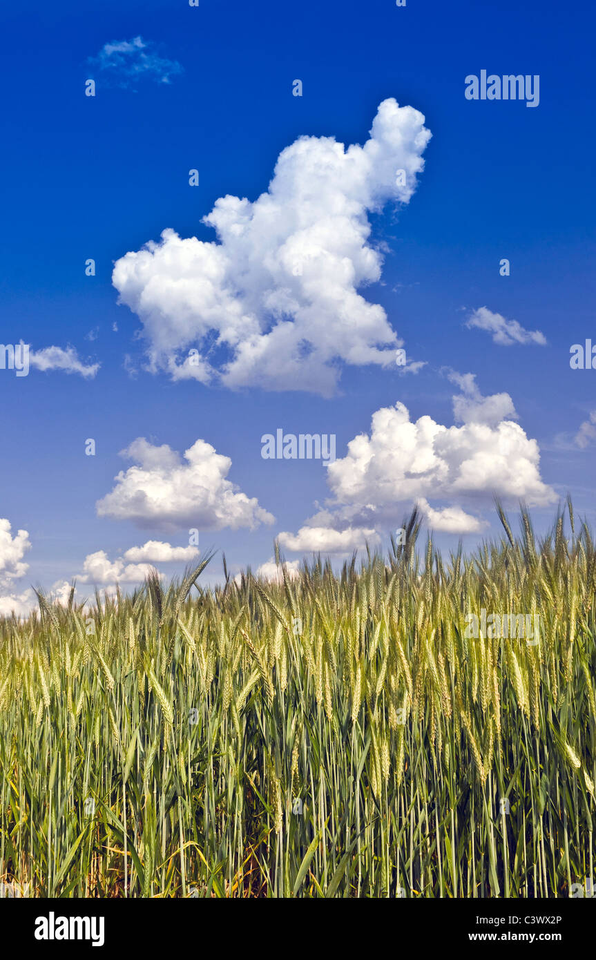 French corn field hi-res stock photography and images - Alamy