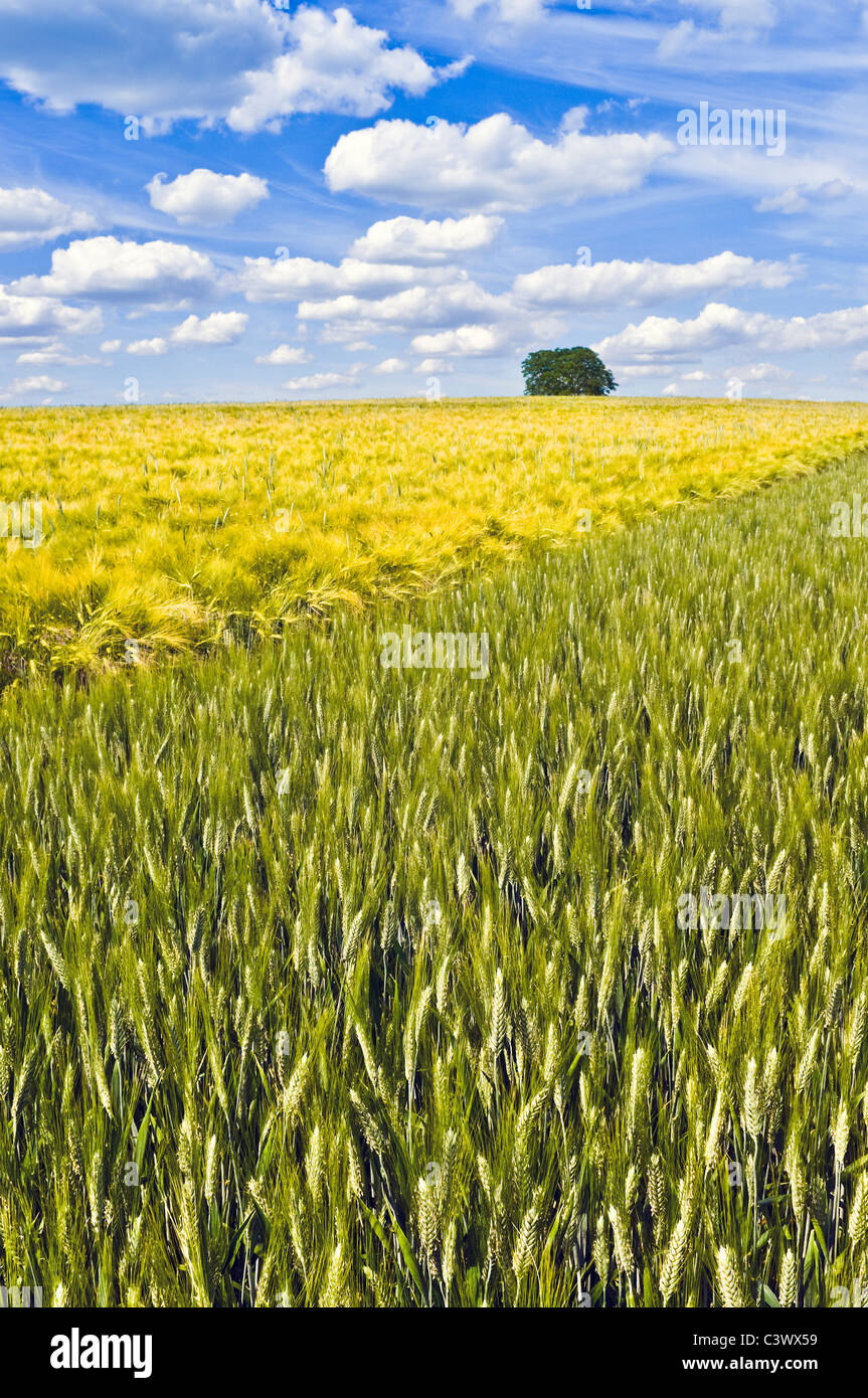 Field of mixed cereal crops / corn and wheat in French countryside ...