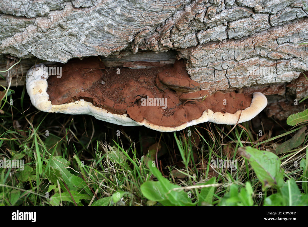 Southern Bracket Fungus, Ganoderma adspersum, Ganodermataceae Stock ...