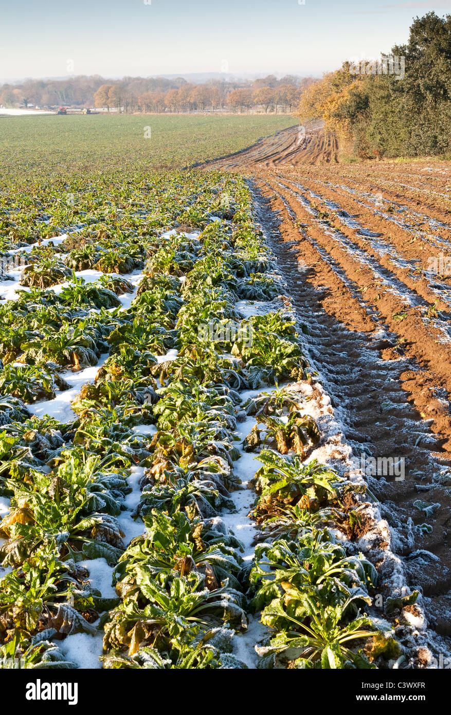 Sugar beet uk hi-res stock photography and images - Alamy