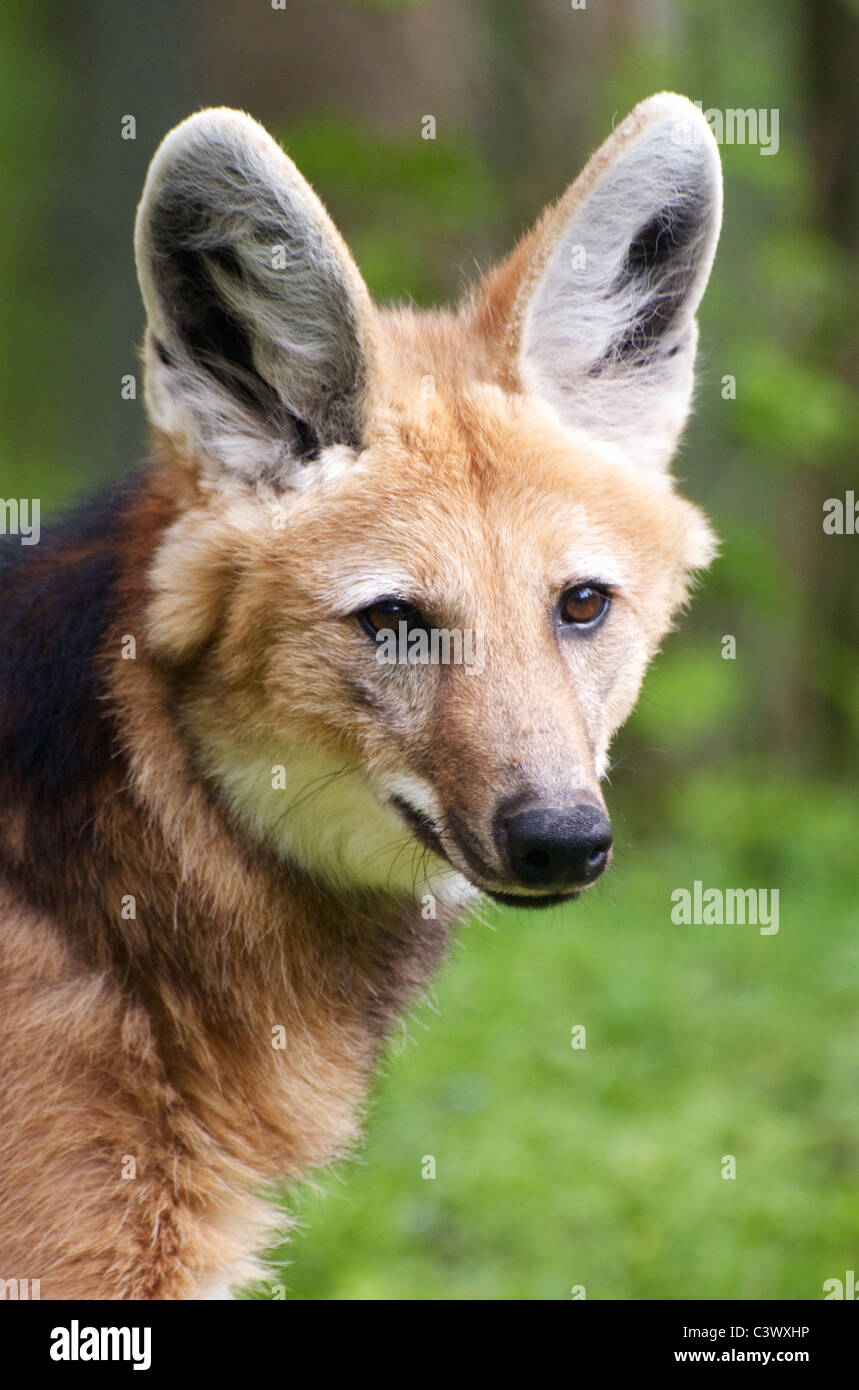 Maned wolf (headshot Stock Photo - Alamy