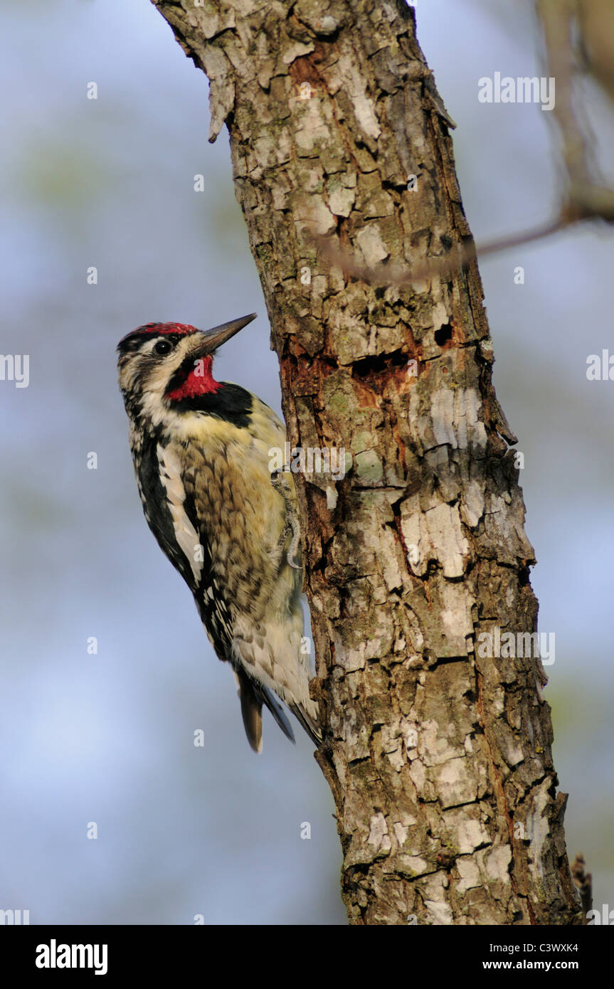 Yellow-bellied Sapsucker (Sphyrapicus varius), male at sap well, New ...
