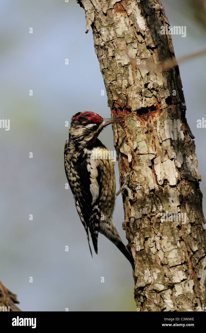 Yellow-bellied Sapsucker (Sphyrapicus varius), male at sap well, New ...