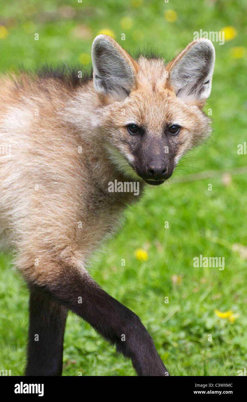 Wolf with cub hi-res stock photography and images - Alamy