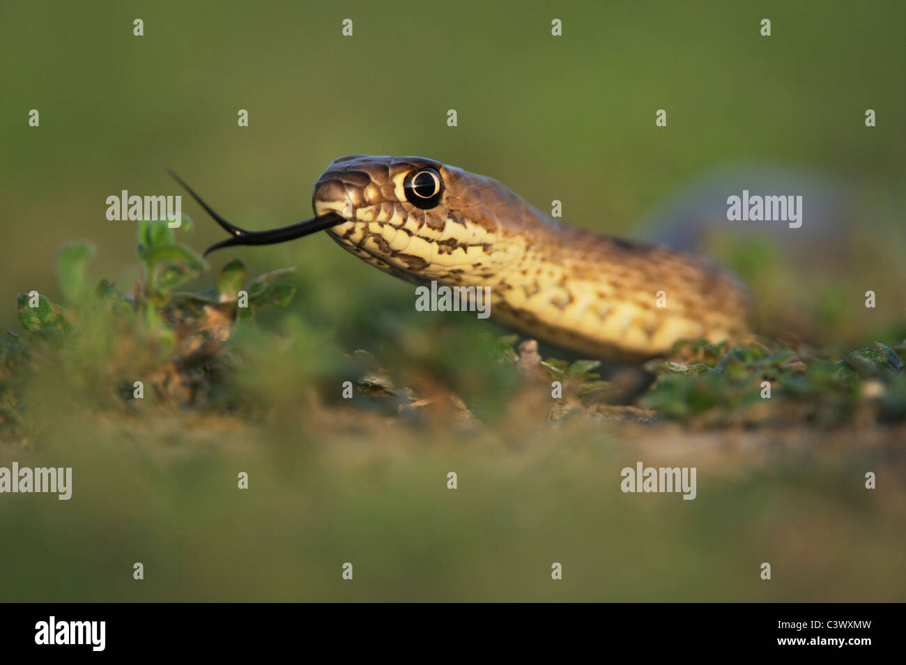 Western Coachwhip (Masticophis flagellum testaceus), young, Laredo ...