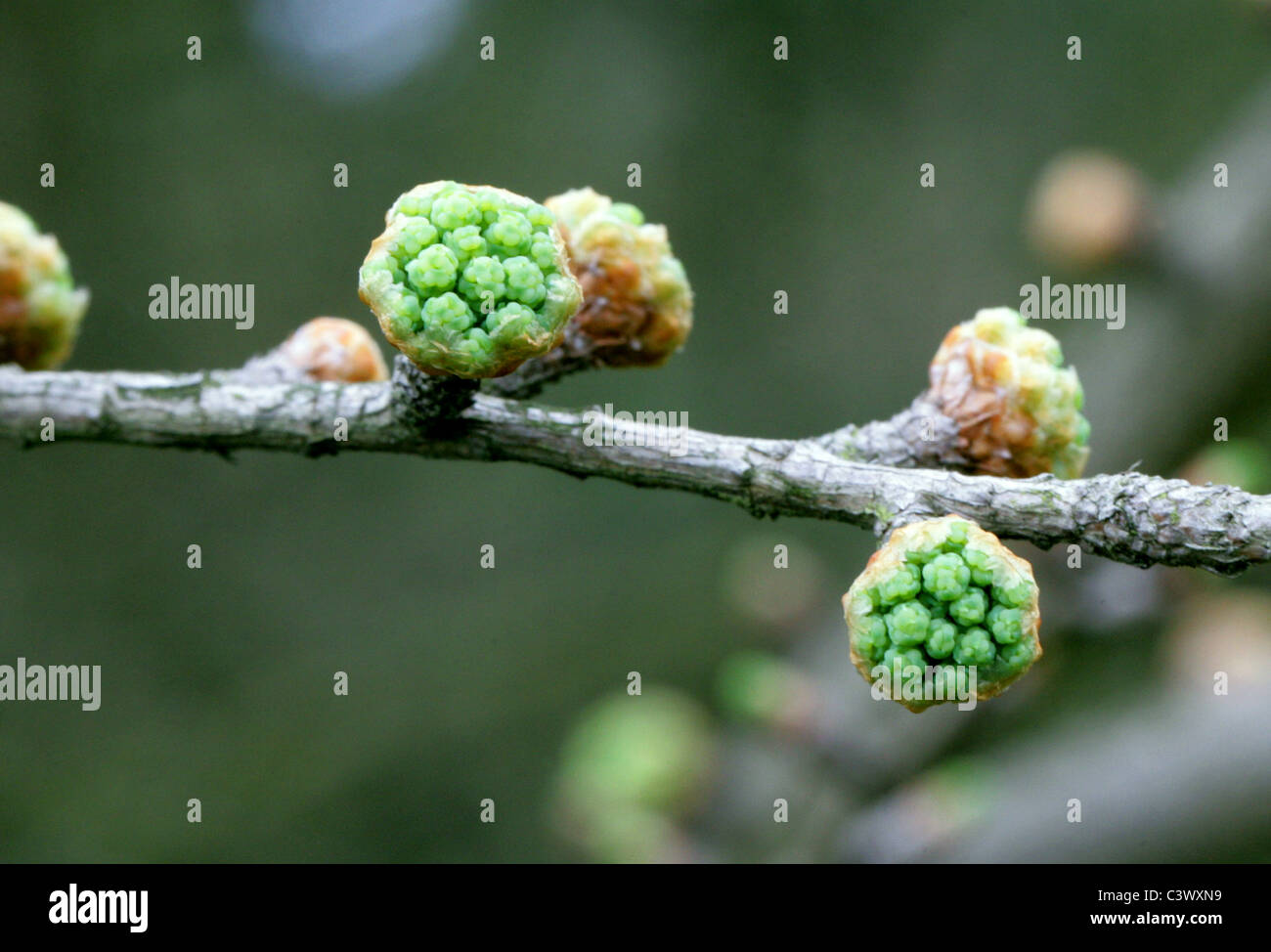 Young Shoots of the Golden Larch, Pseudolarix amabilis, Pinaceae. China ...