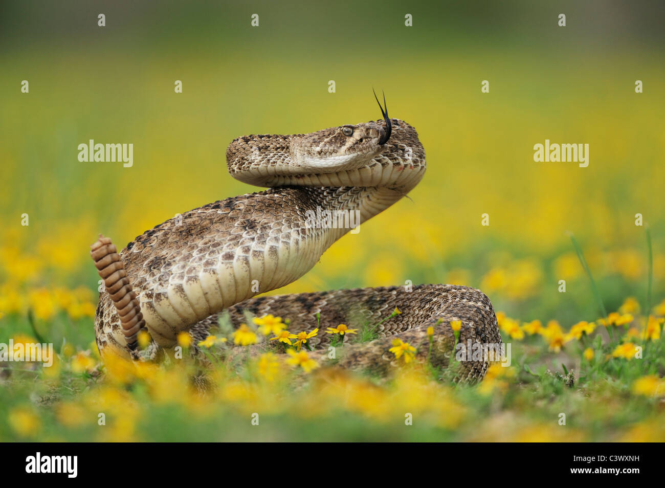 Western Diamondback Rattlesnake (Crotalus atrox), adult in striking ...