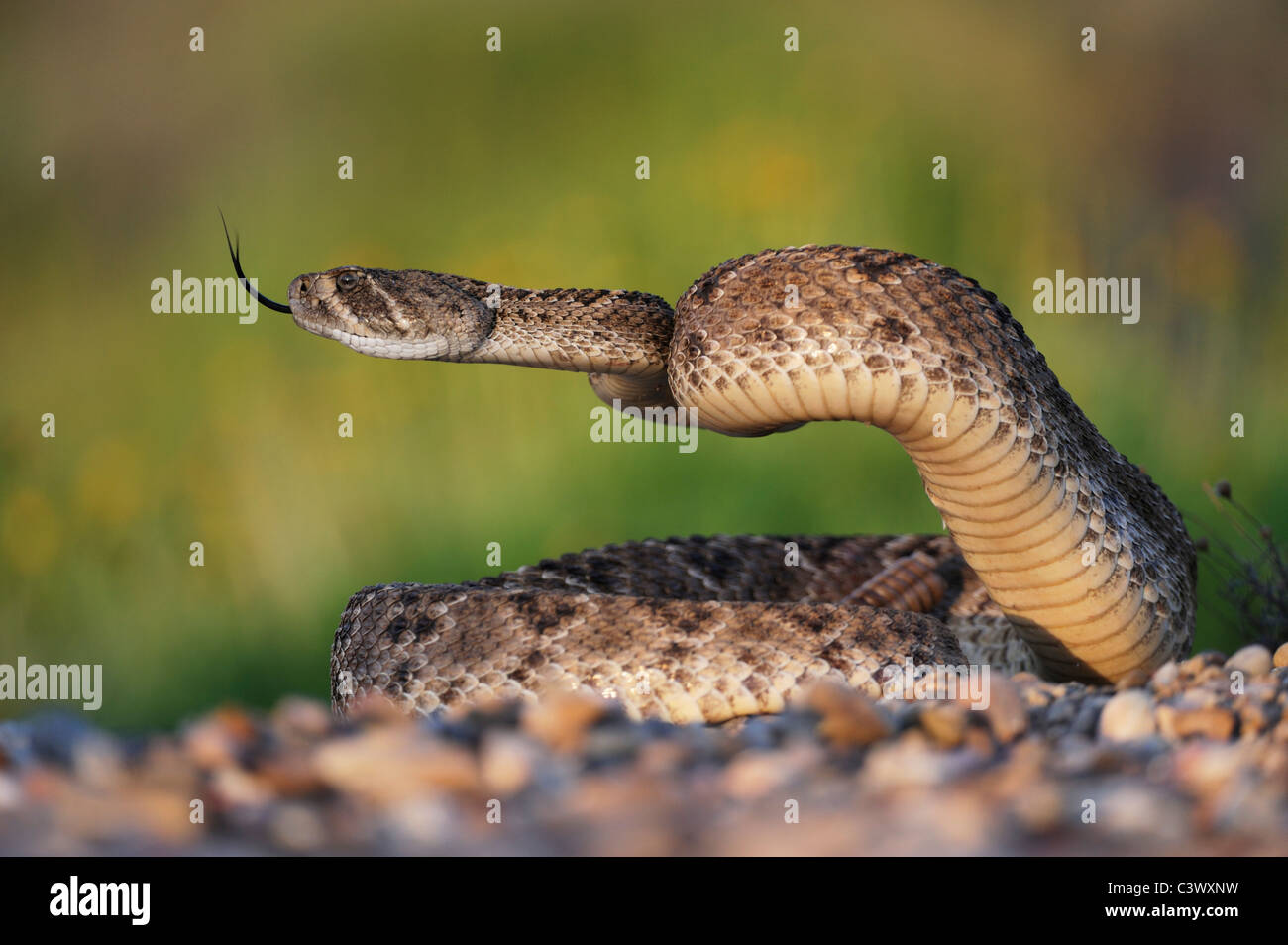 Crotalus Atrox Striking