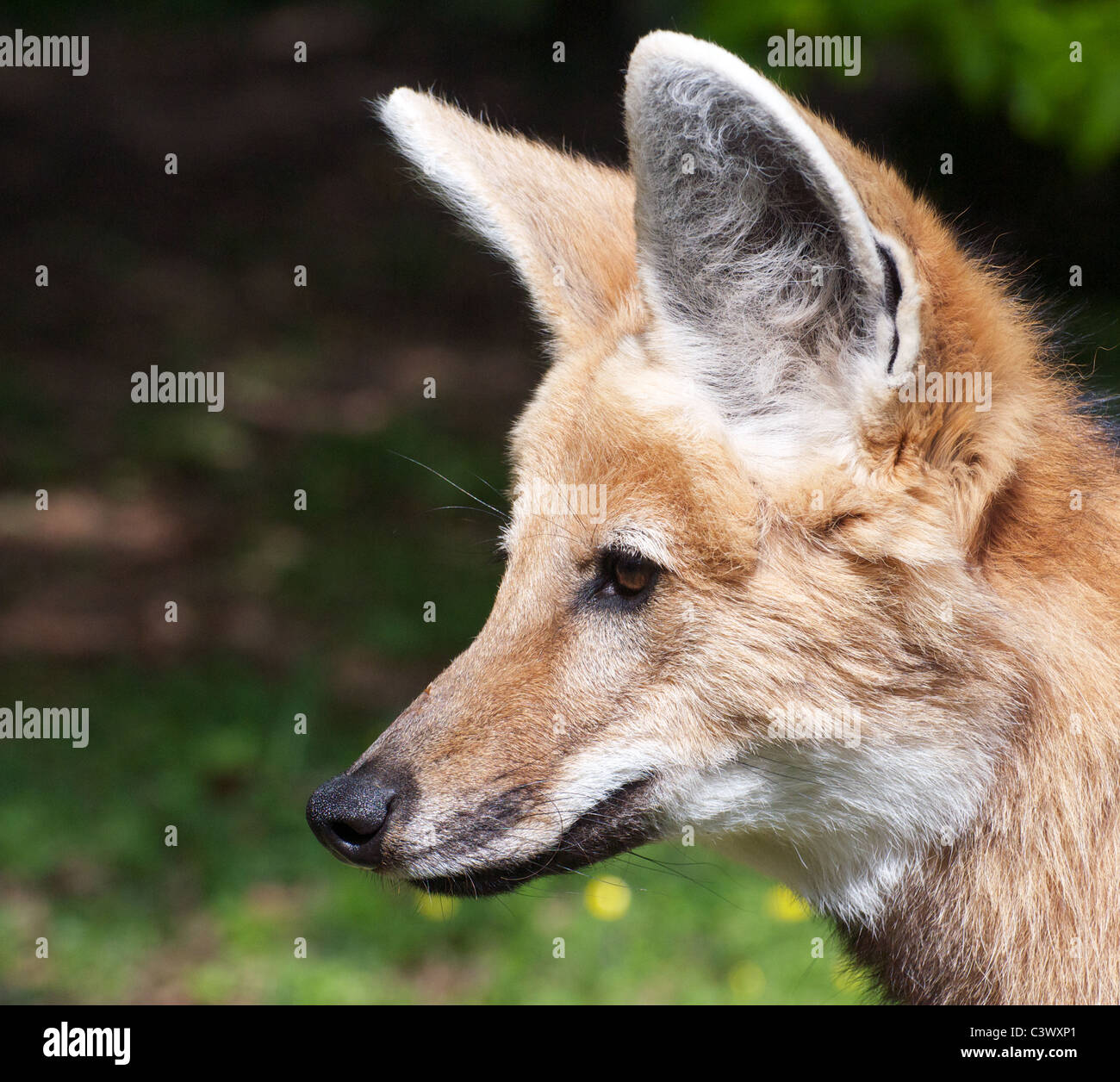 Maned wolf (headshot Stock Photo - Alamy