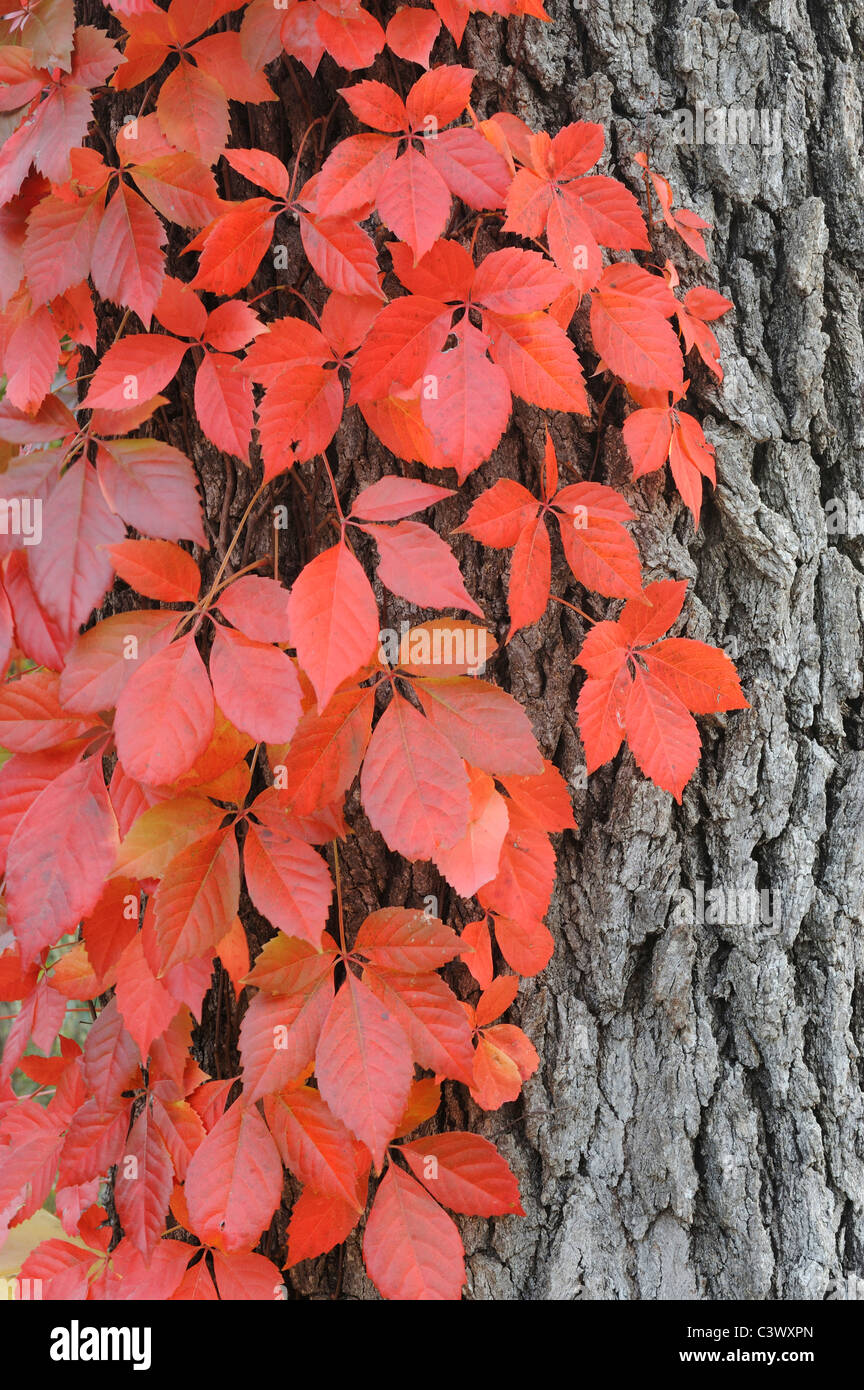 Virginia creeper (Parthenocissus quinquefolia), climbing on Live Oak ...