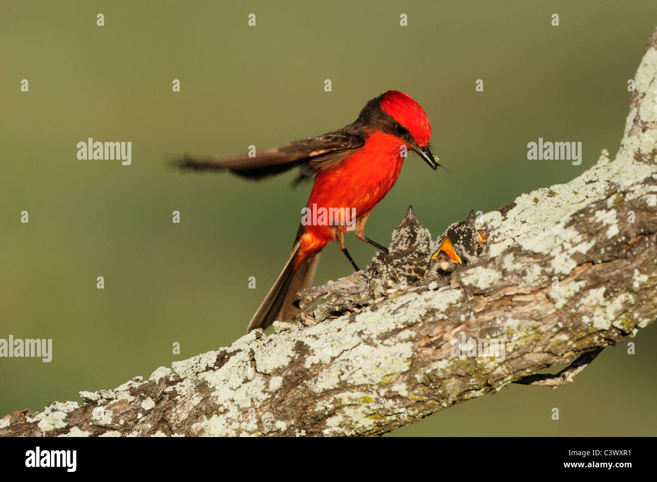 Vermillion county High Resolution Stock Photography and Images - Alamy