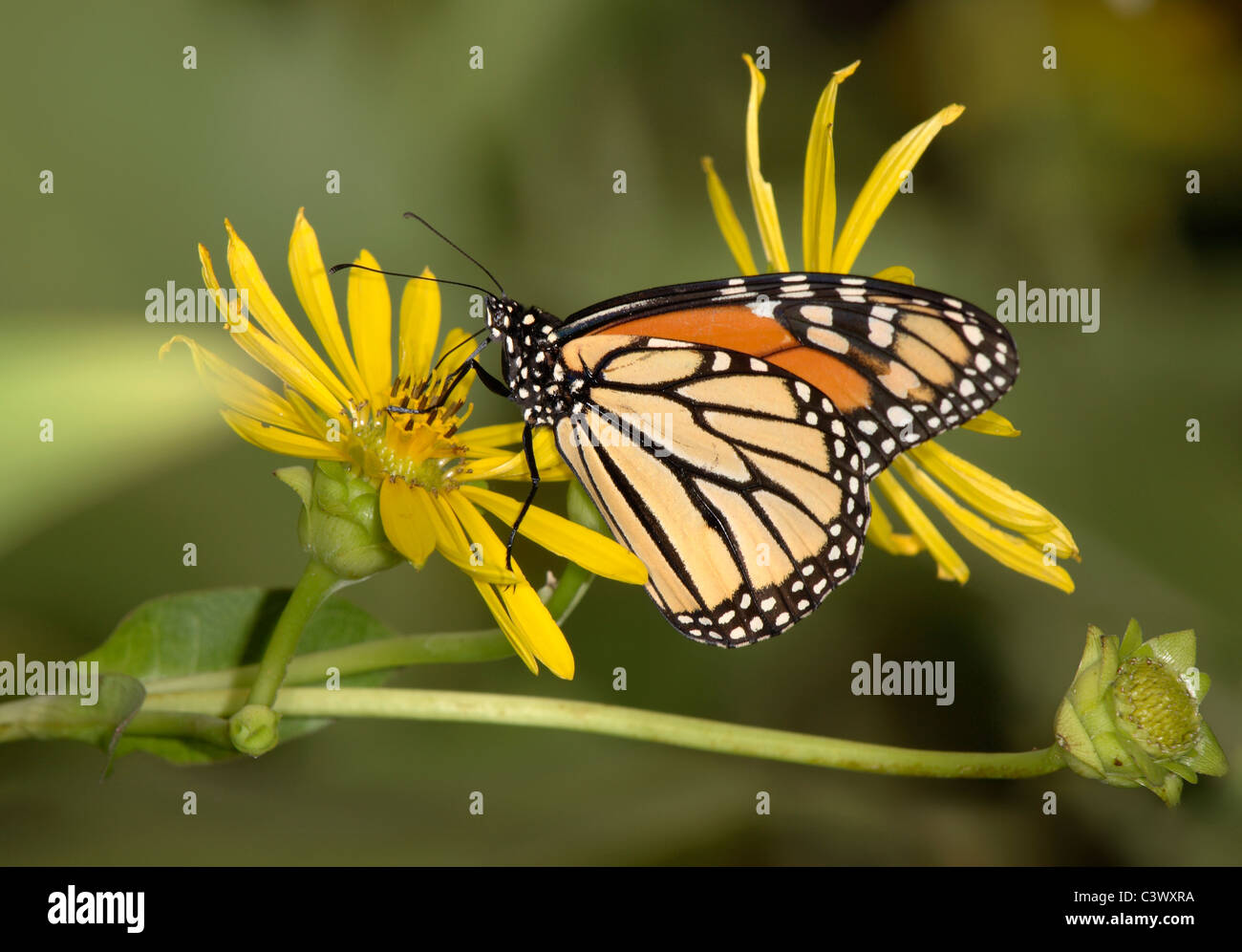 A Monarch Butterfly On A Compass Flower, Danaus plexippus Stock Photo ...