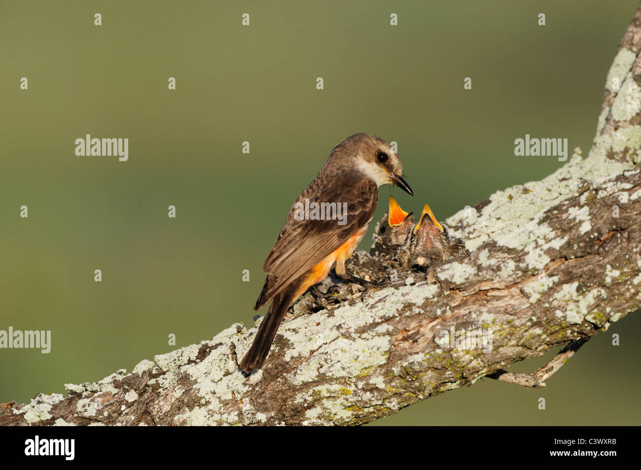 Vermillion Flycatcher (Pyrocephalus rubinus), female feeding young in ...