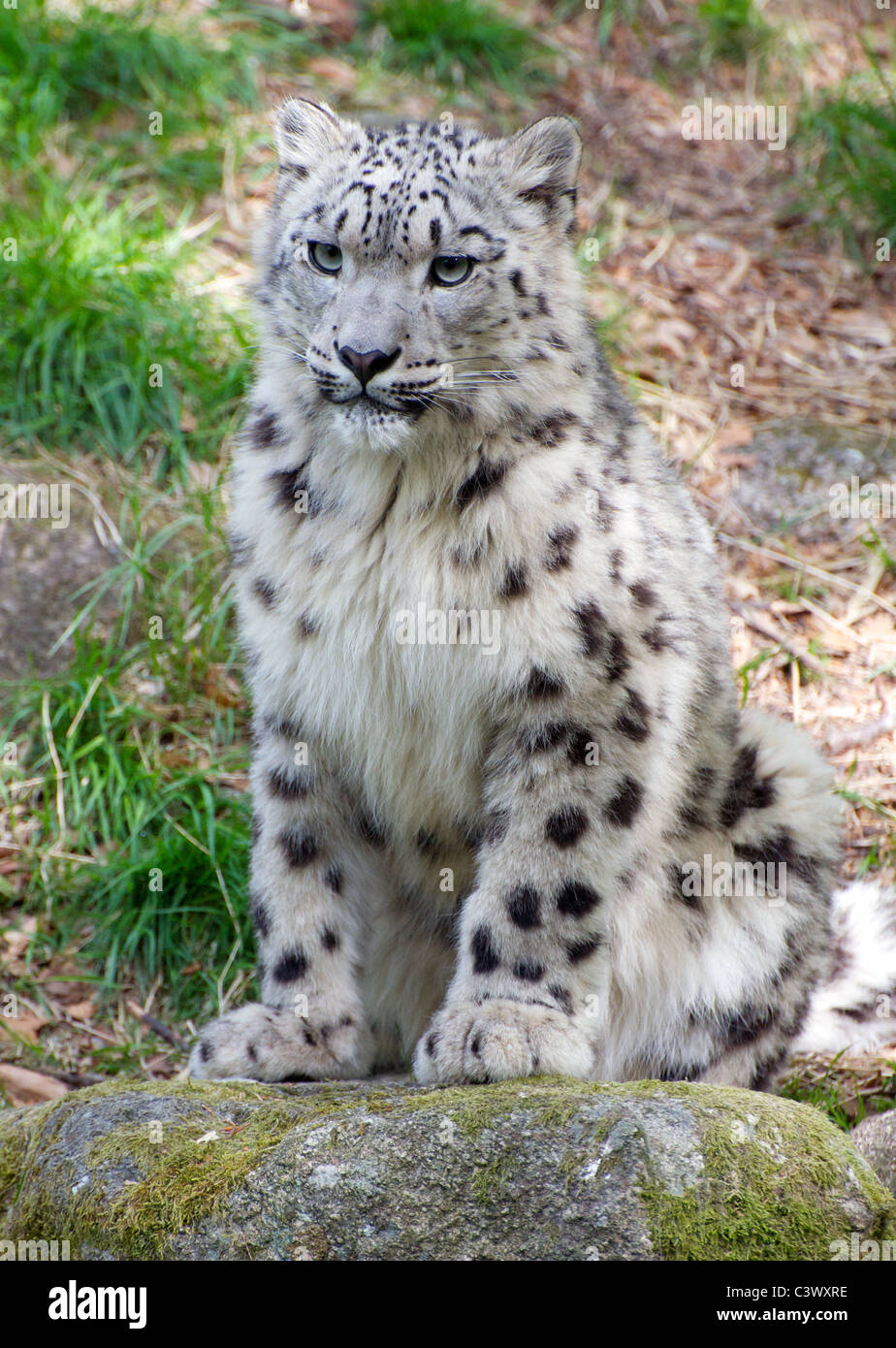 Snow leopard sitting hi-res stock photography and images - Alamy