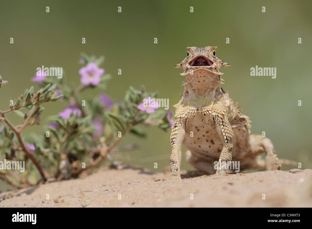 Desert Horned Lizard Skin