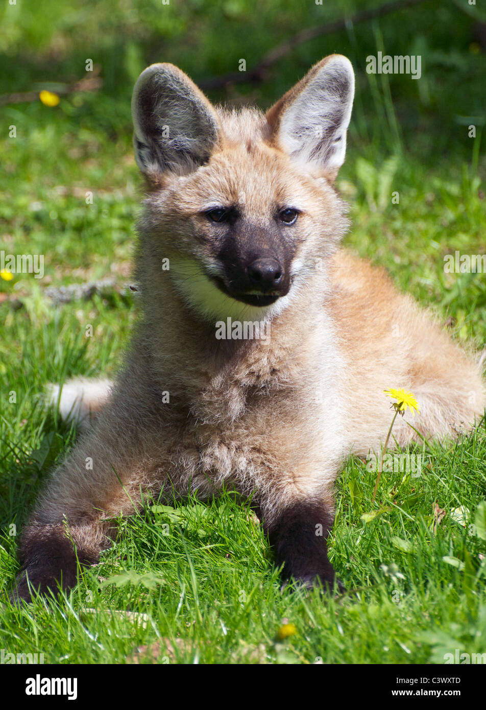 Wolf cub hi-res stock photography and images - Alamy