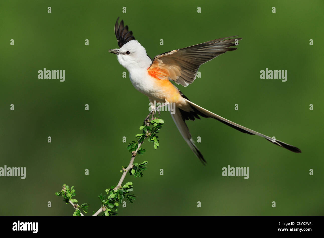 Scissor tailed flycatcher hi-res stock photography and images - Alamy