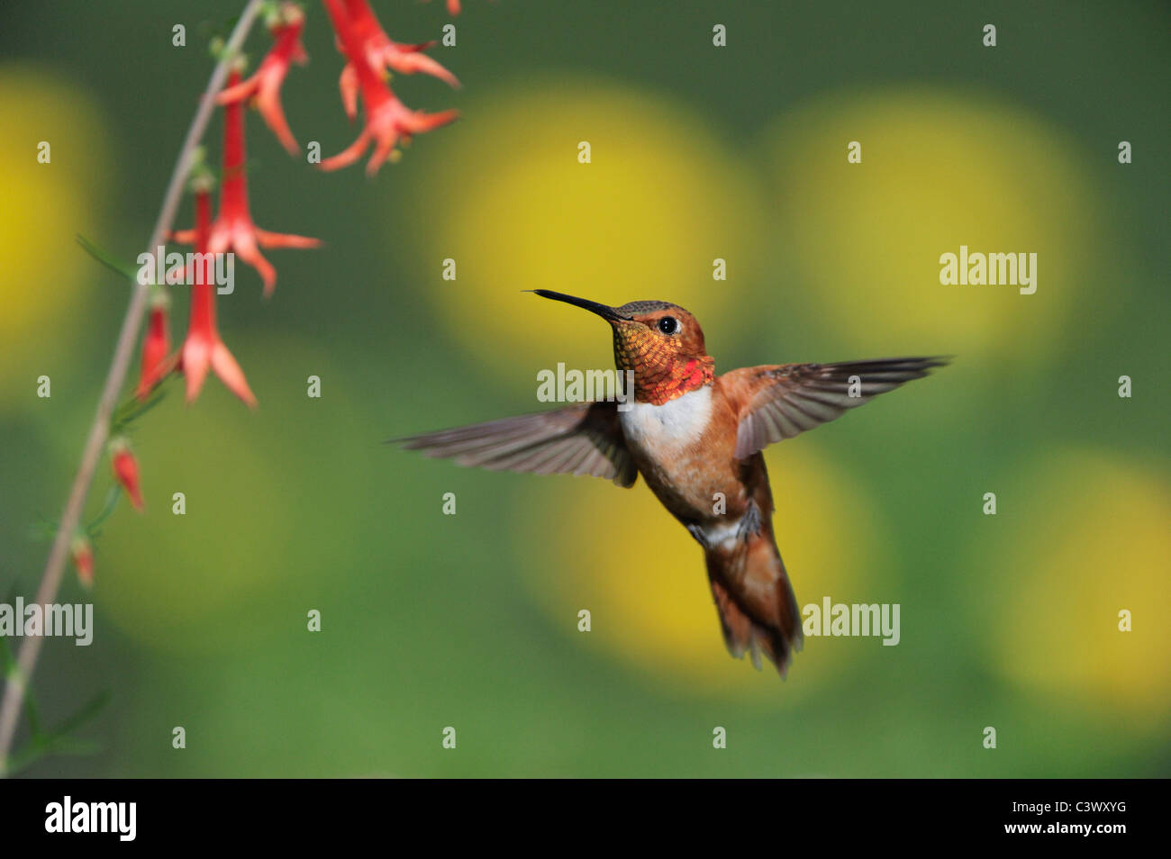 Rufous Hummingbird (Selasphorus rufus), male in flight feeding on ...